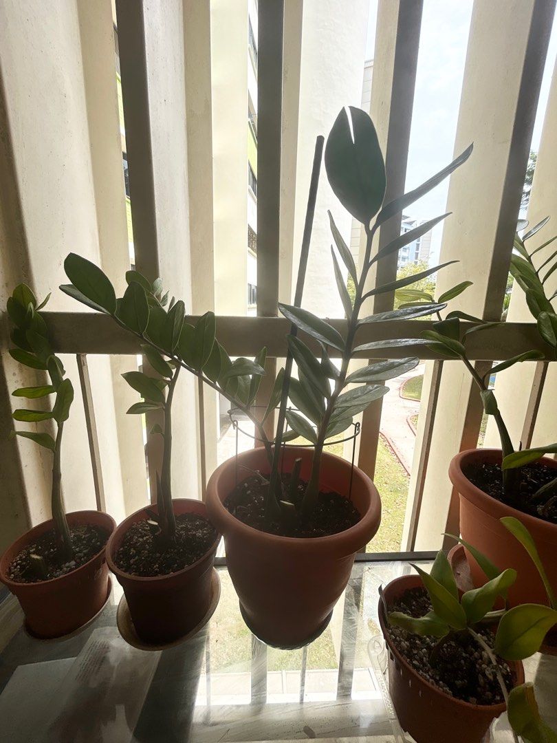 All for $25 Planters, zz plants , ikea table, Furniture & Home Living ...