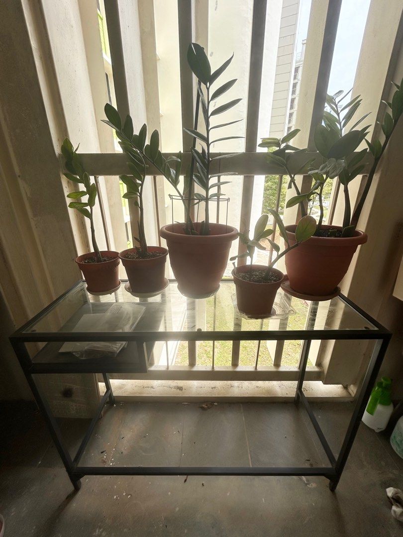 All for $25 Planters, zz plants , ikea table, Furniture & Home Living ...