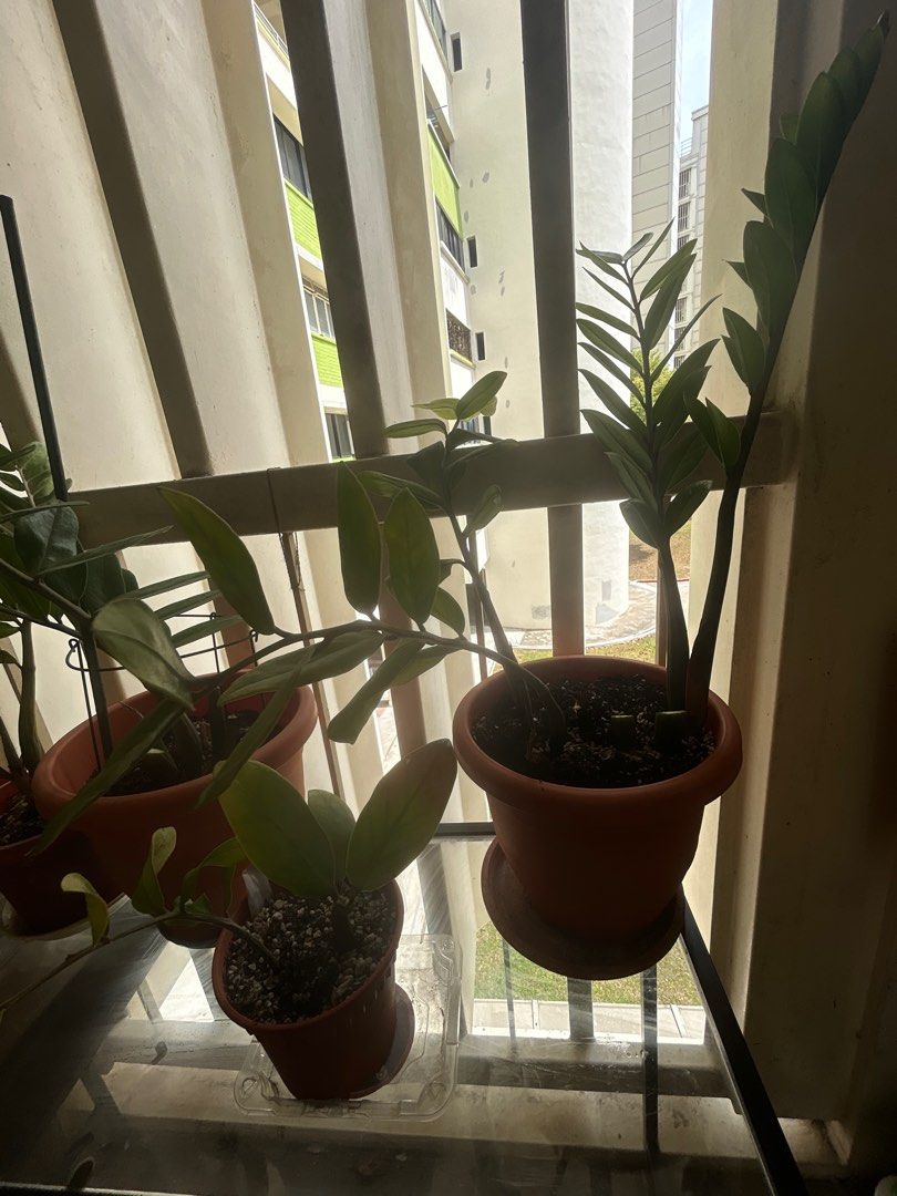 All for $25 Planters, zz plants , ikea table, Furniture & Home Living ...