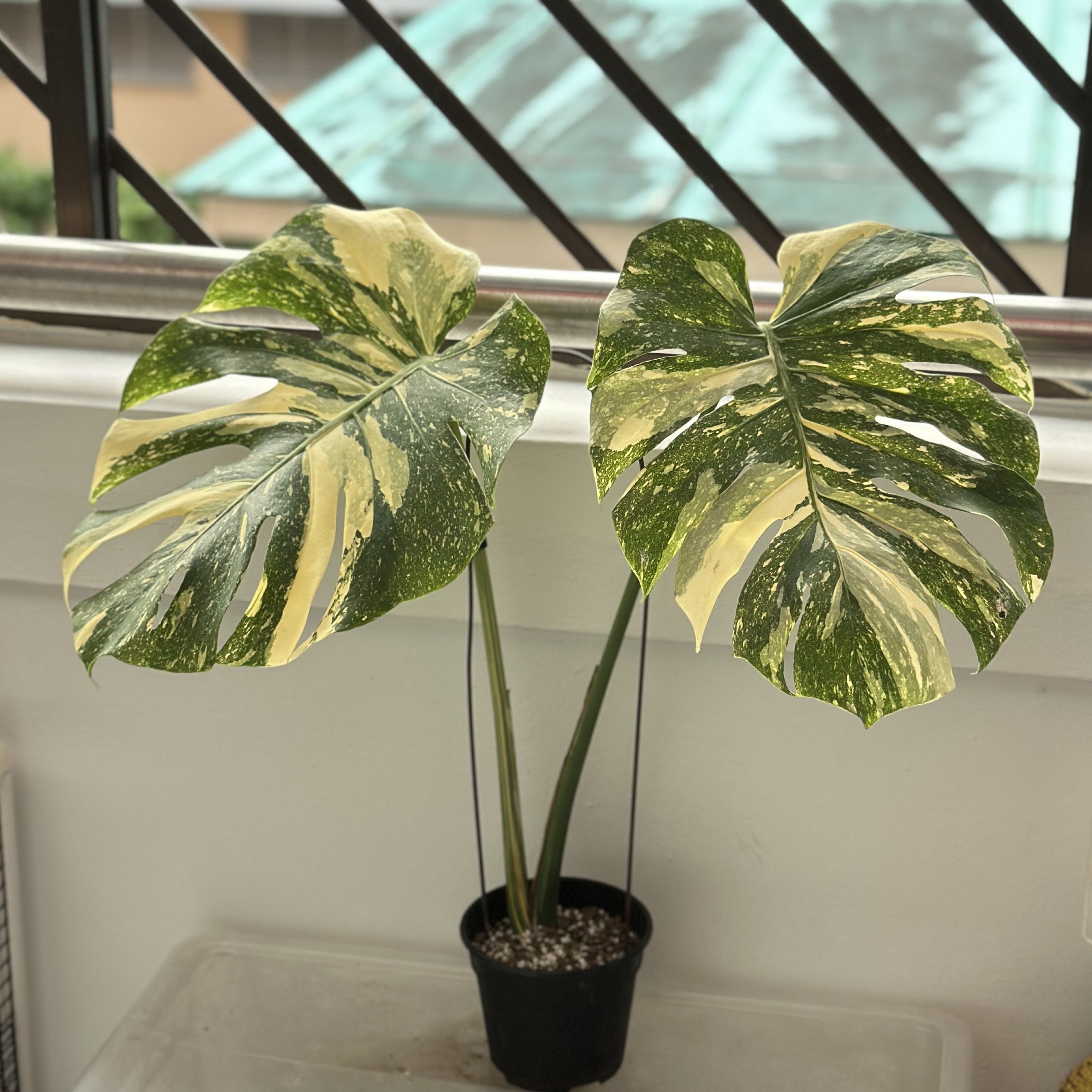 Monstera deliciosa cream brulee, Furniture & Home Living, Gardening ...