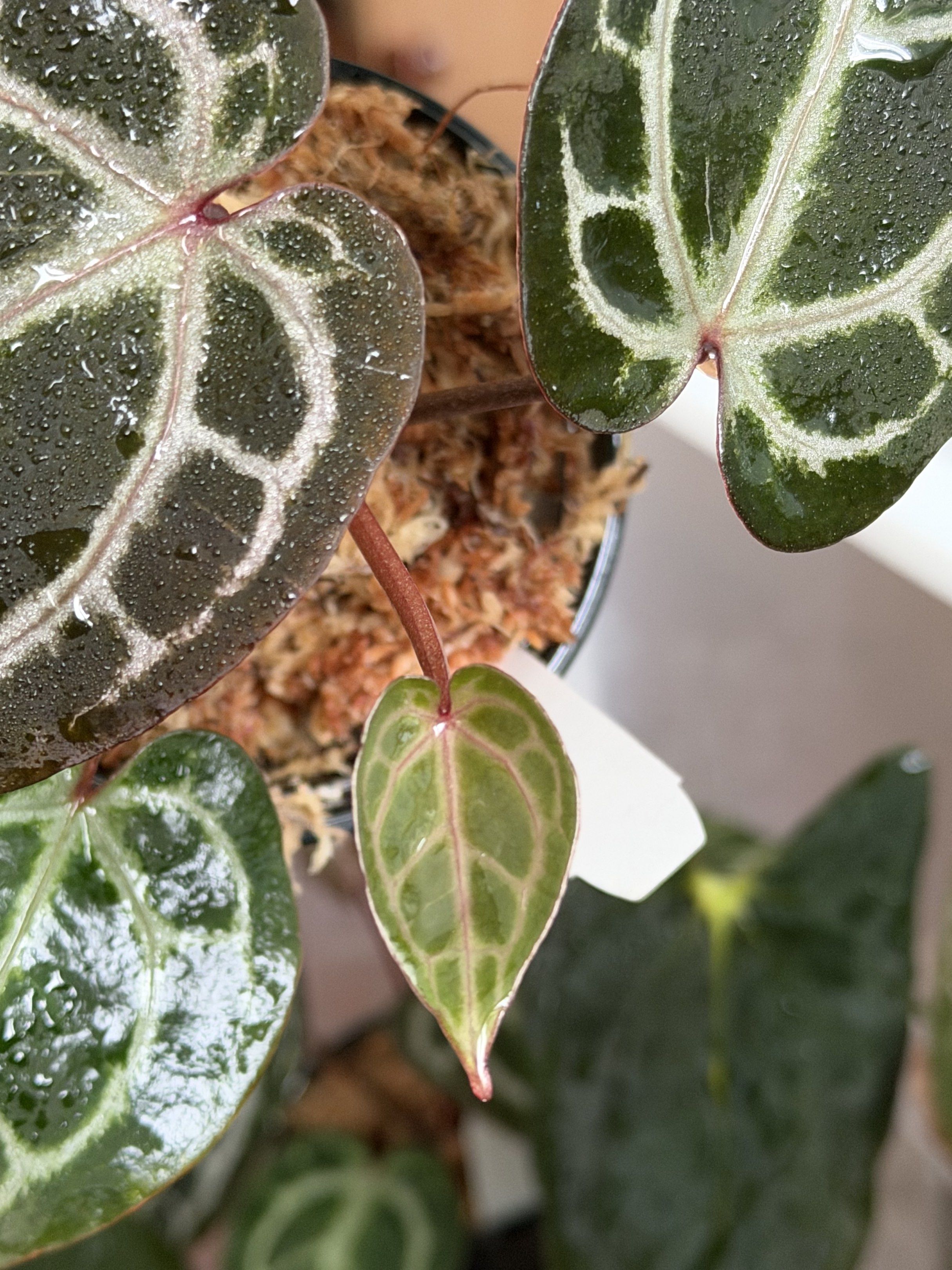 Anthurium (Pink Crystallinum x (Michelle x Zara)) x SKG Pink Lemonade ...