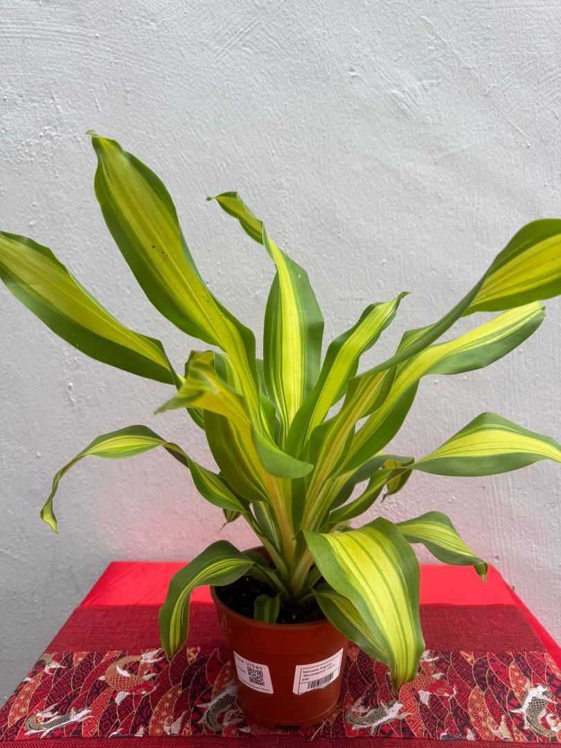 Dracaena Compacta, Furniture & Home Living, Gardening, Plants & Seeds ...