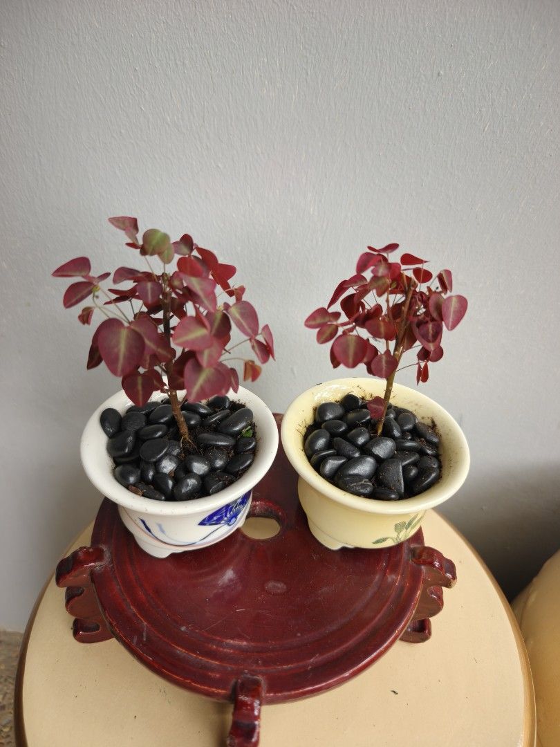 Japanese fire Fern, Furniture & Home Living, Gardening, Plants & Seeds ...