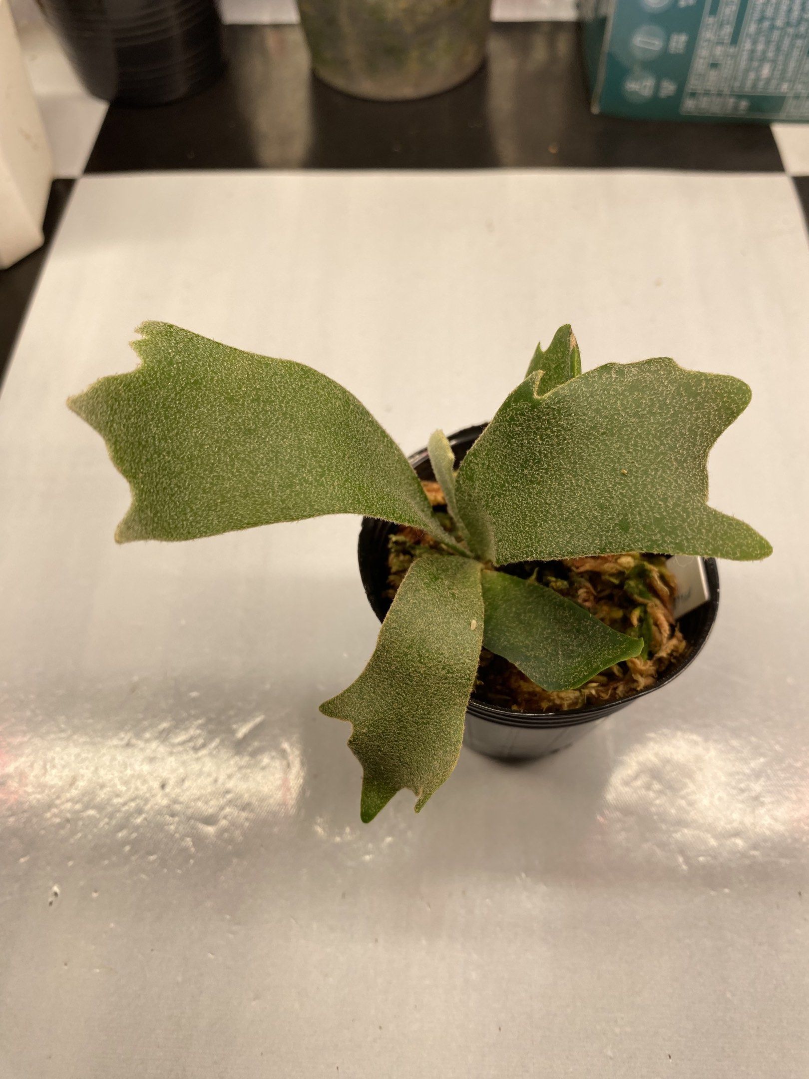 Platycerium mix 8, Furniture & Home Living, Gardening, Plants & Seeds ...