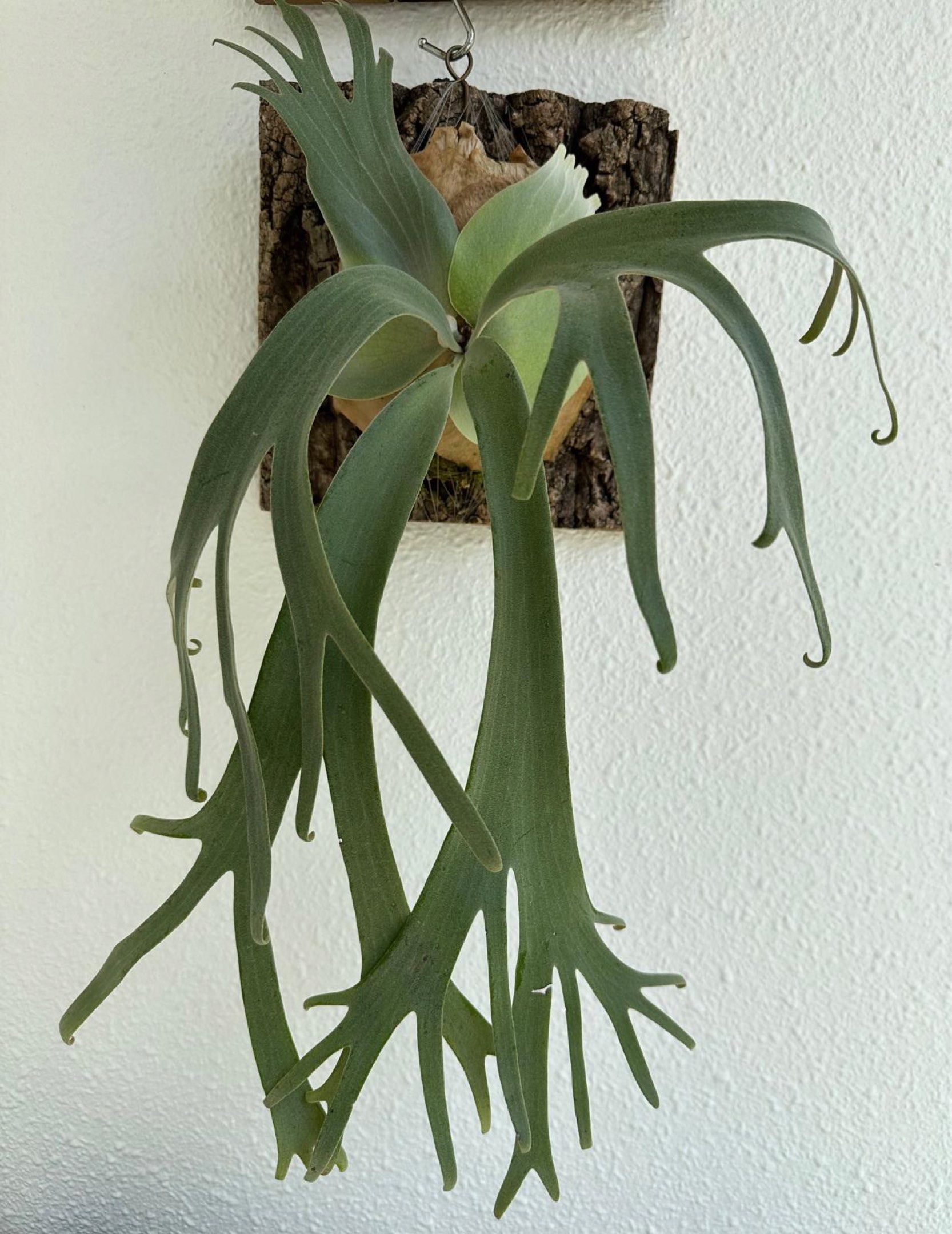 Platycerium mix 8, Furniture & Home Living, Gardening, Plants & Seeds ...