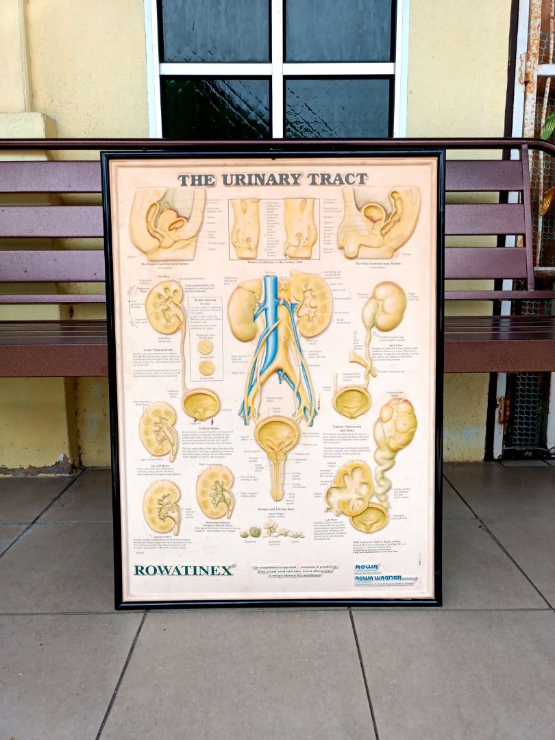 Vintage Anatomy Poster Chart The Urinary Tract, Hobbies & Toys, Books ...