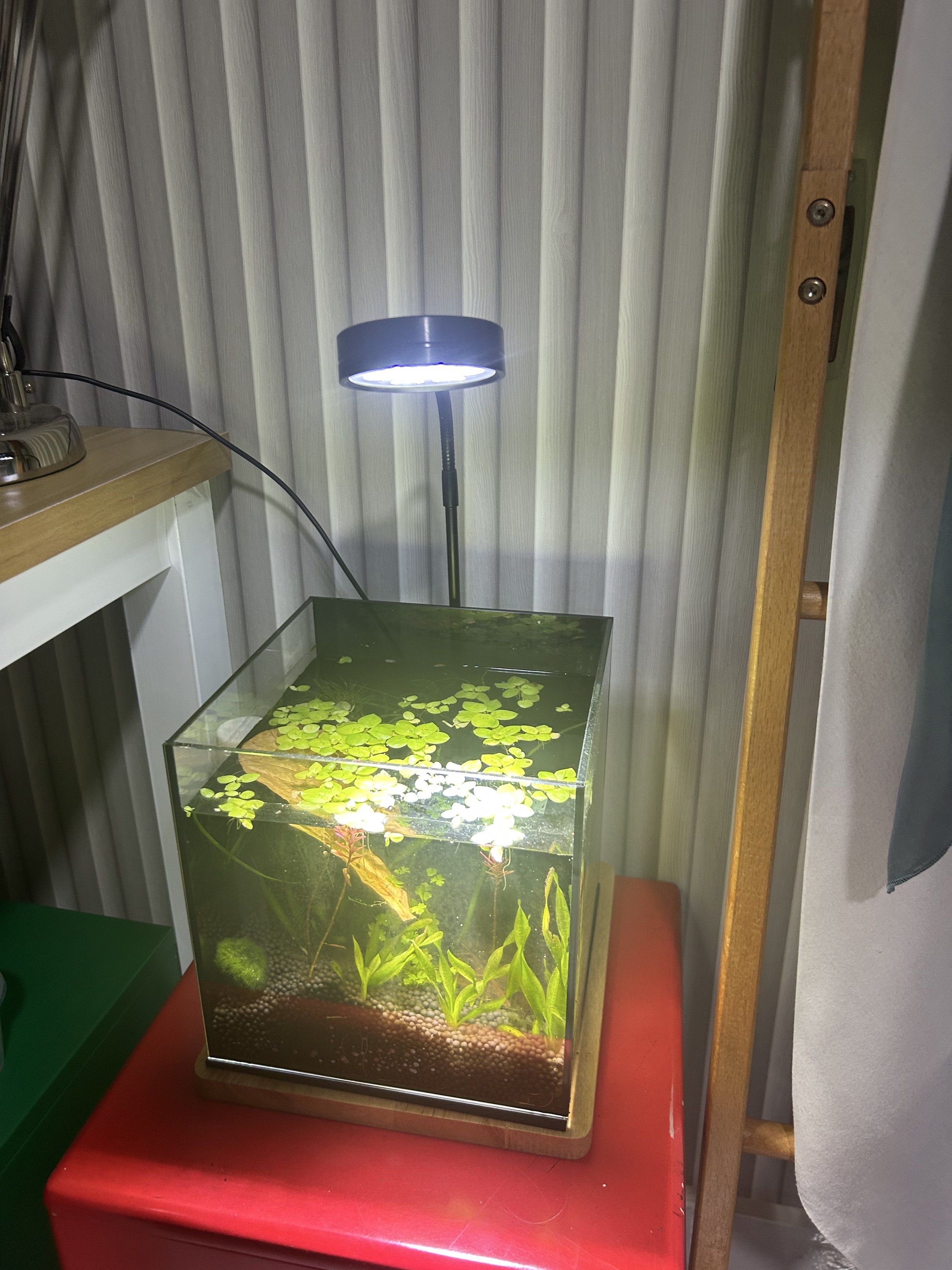 20 cm cube shrimp tank with Plants and Light, Pet Supplies, Homes ...