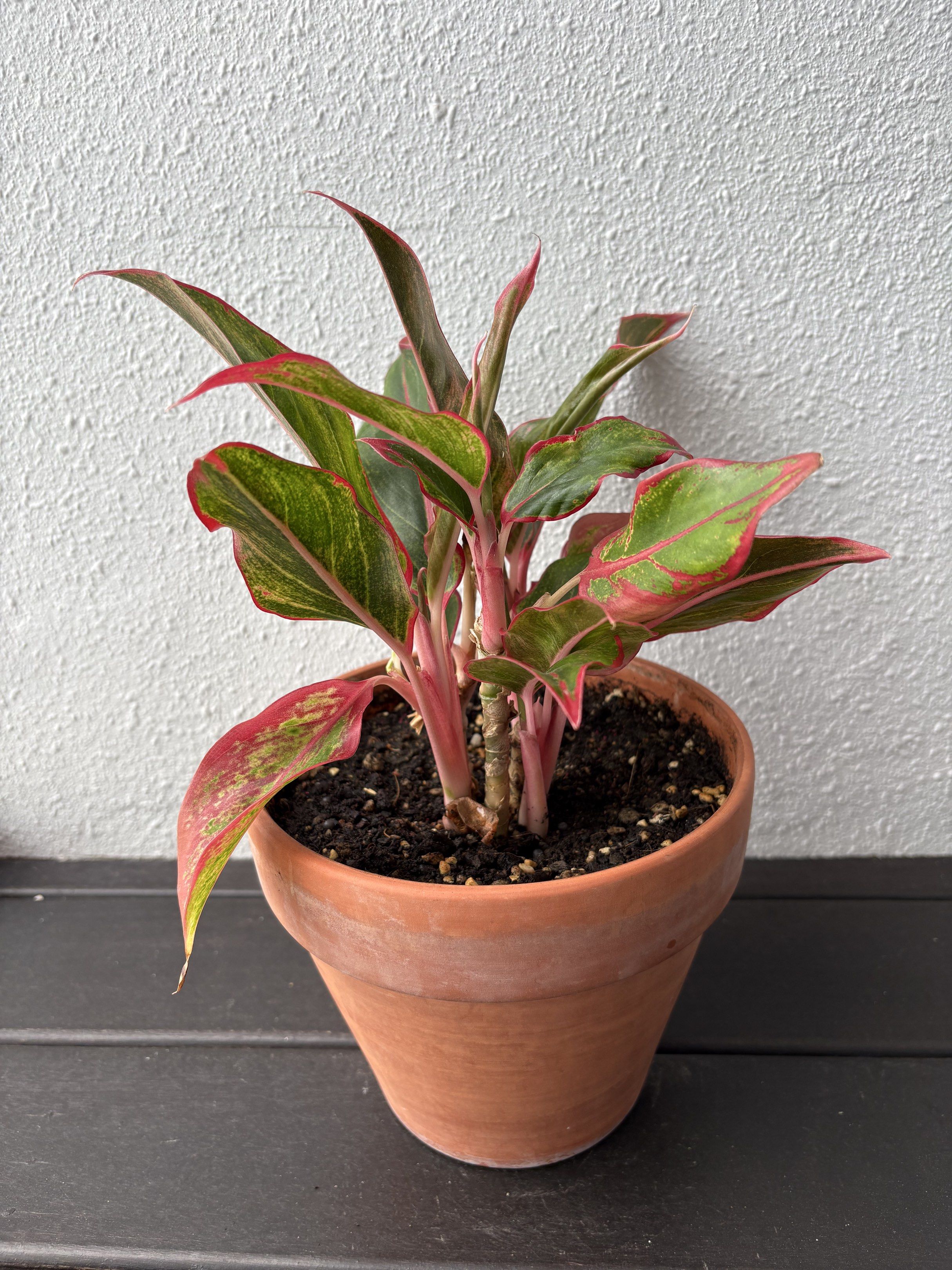 Aglaonema Siam Aurora | Red Chinese Evergreen , Furniture & Home Living ...