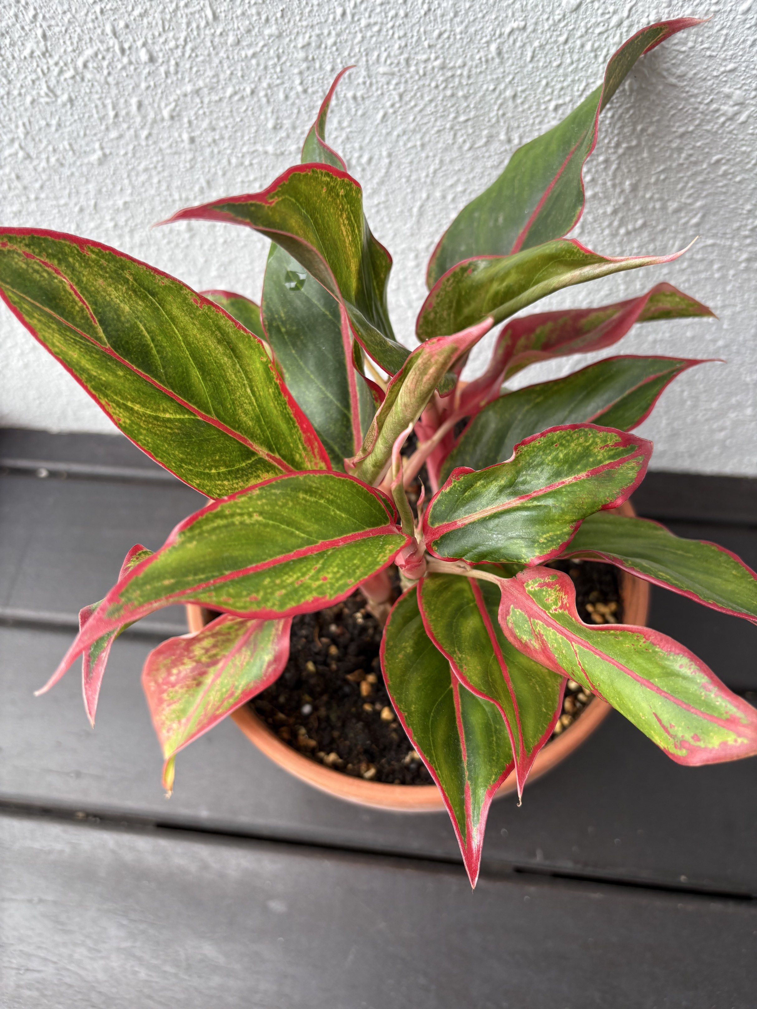 Aglaonema Siam Aurora | Red Chinese Evergreen , Furniture & Home Living ...