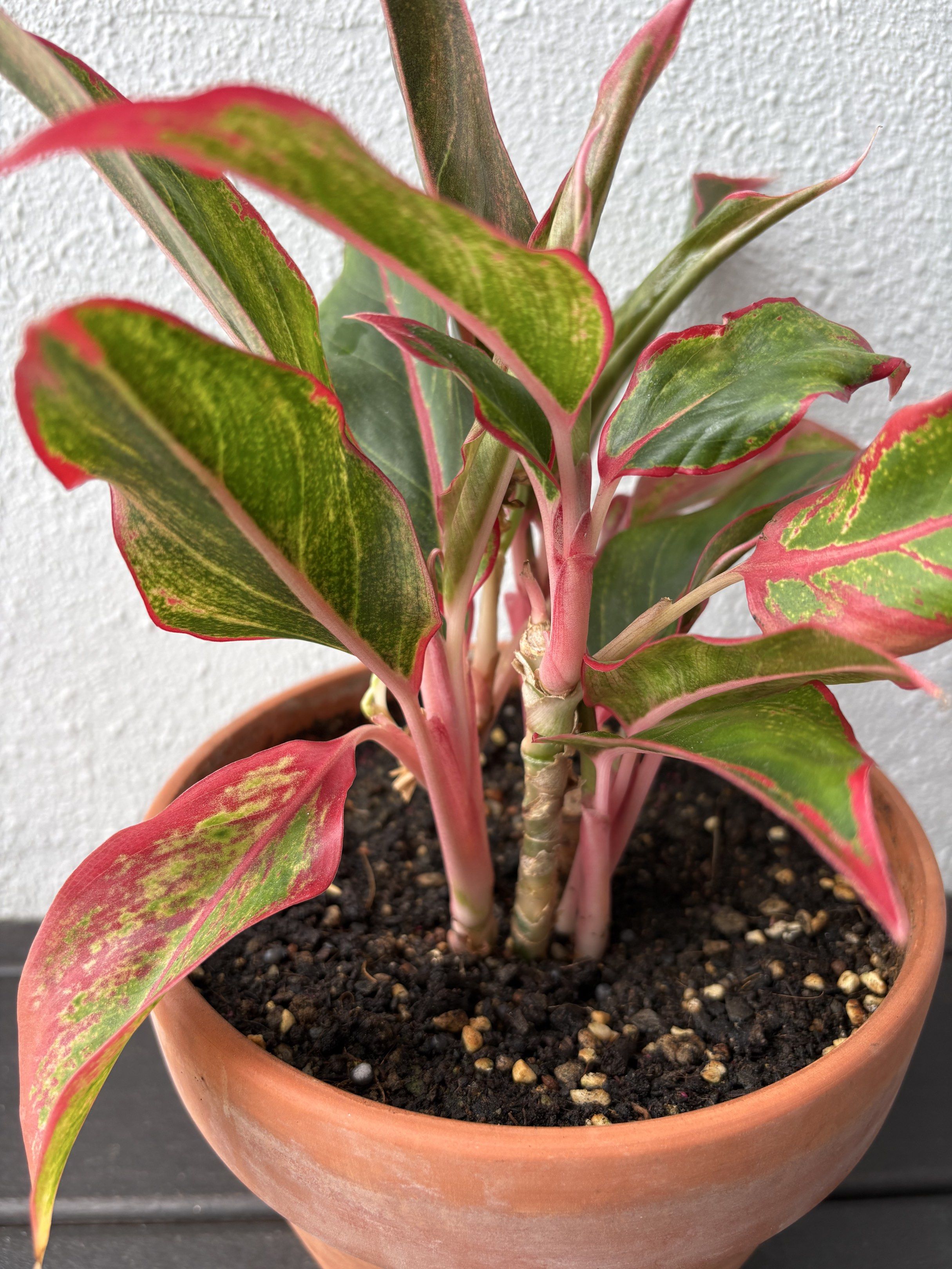 Aglaonema Siam Aurora | Red Chinese Evergreen , Furniture & Home Living ...