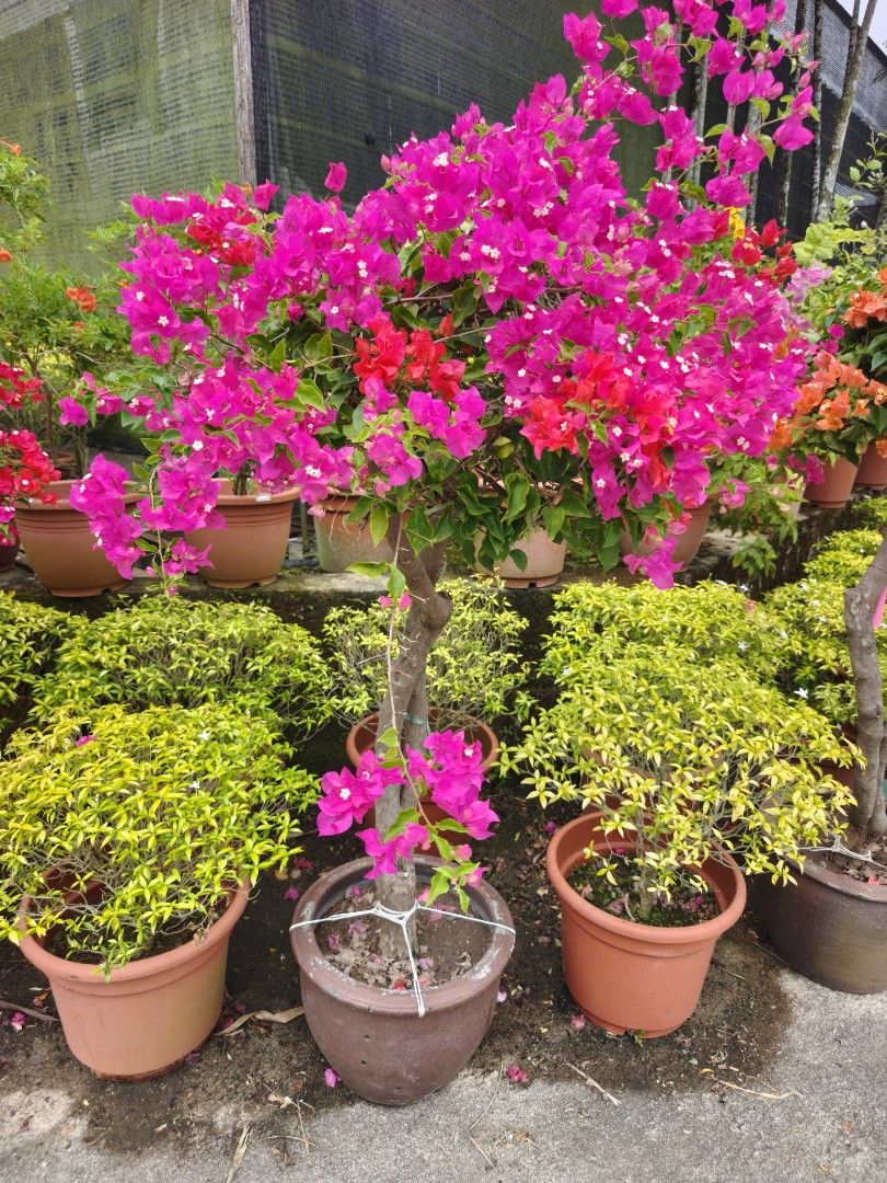 Mix colors Bougainvillea, Furniture & Home Living, Gardening, Plants ...