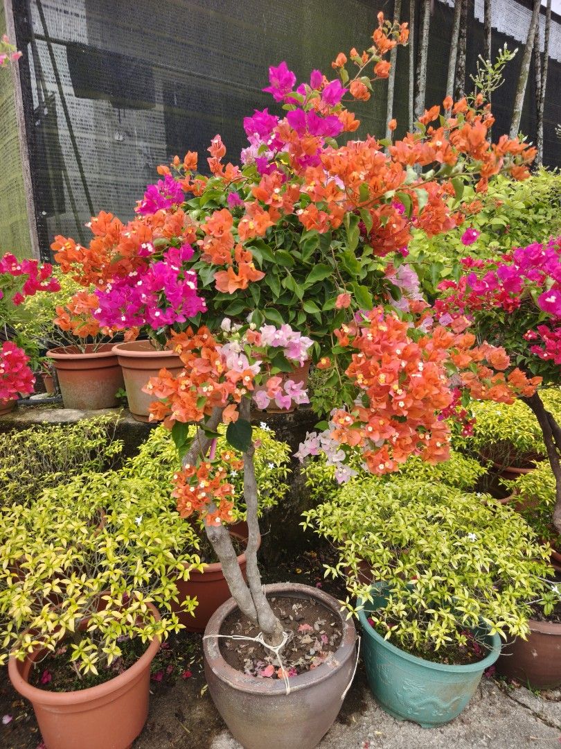 Mix colors Bougainvillea, Furniture & Home Living, Gardening, Plants ...