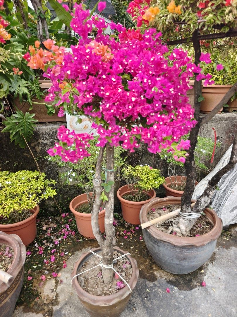 Mix colors Bougainvillea, Furniture & Home Living, Gardening, Plants ...