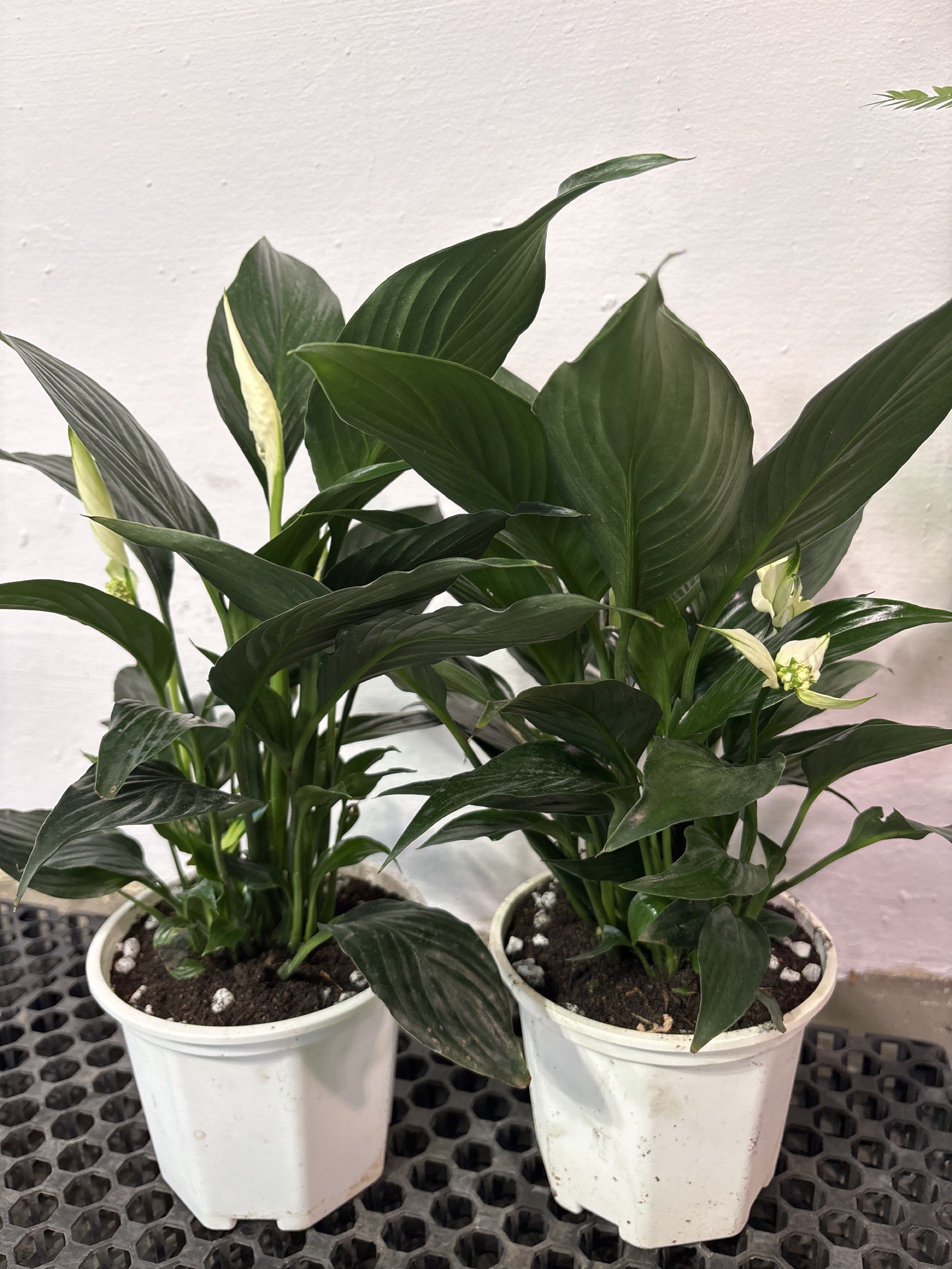Peace Lily Flowering Plant. $10 each, Furniture & Home Living ...