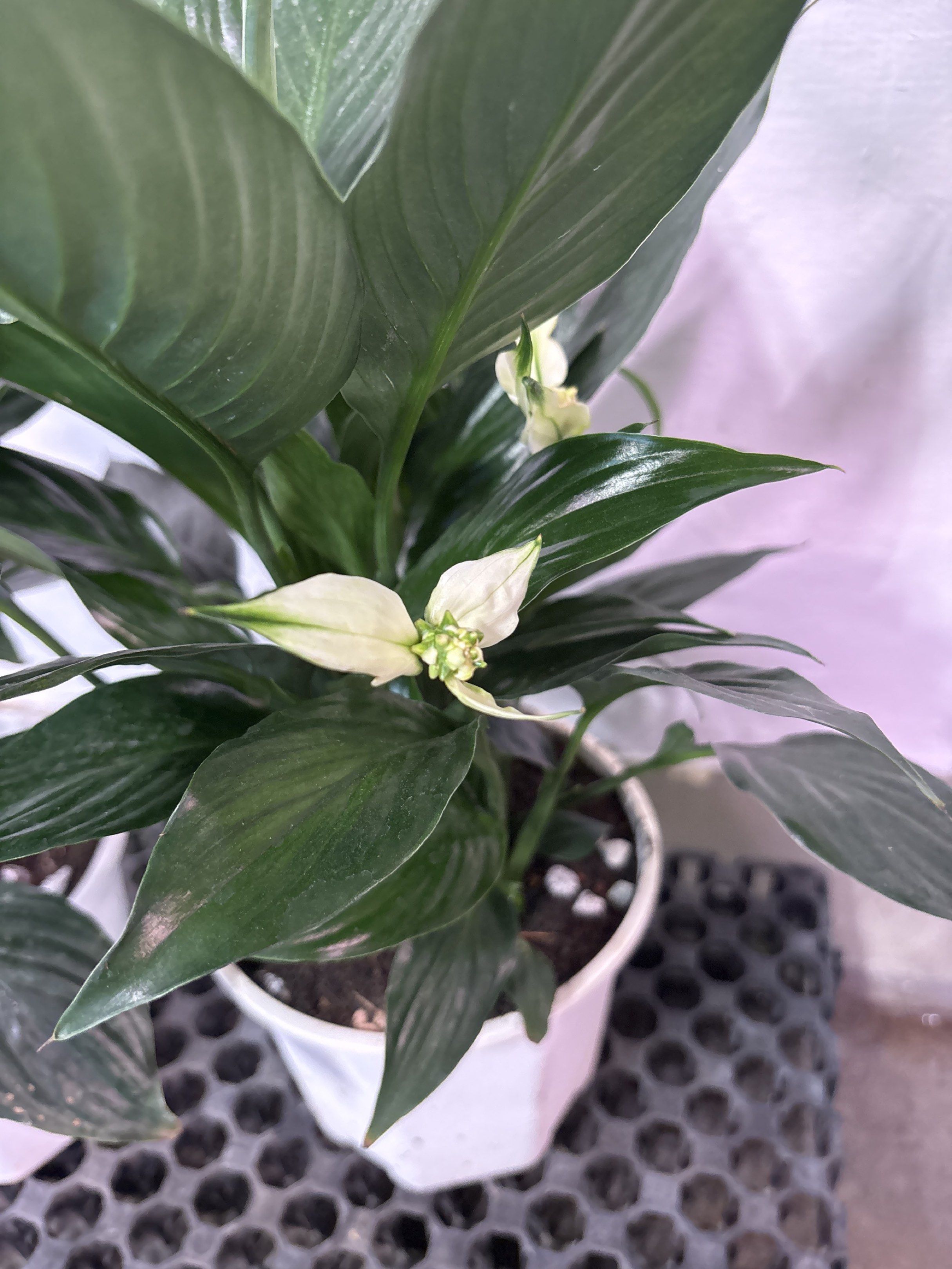 Peace Lily Flowering Plant. $10 each, Furniture & Home Living ...