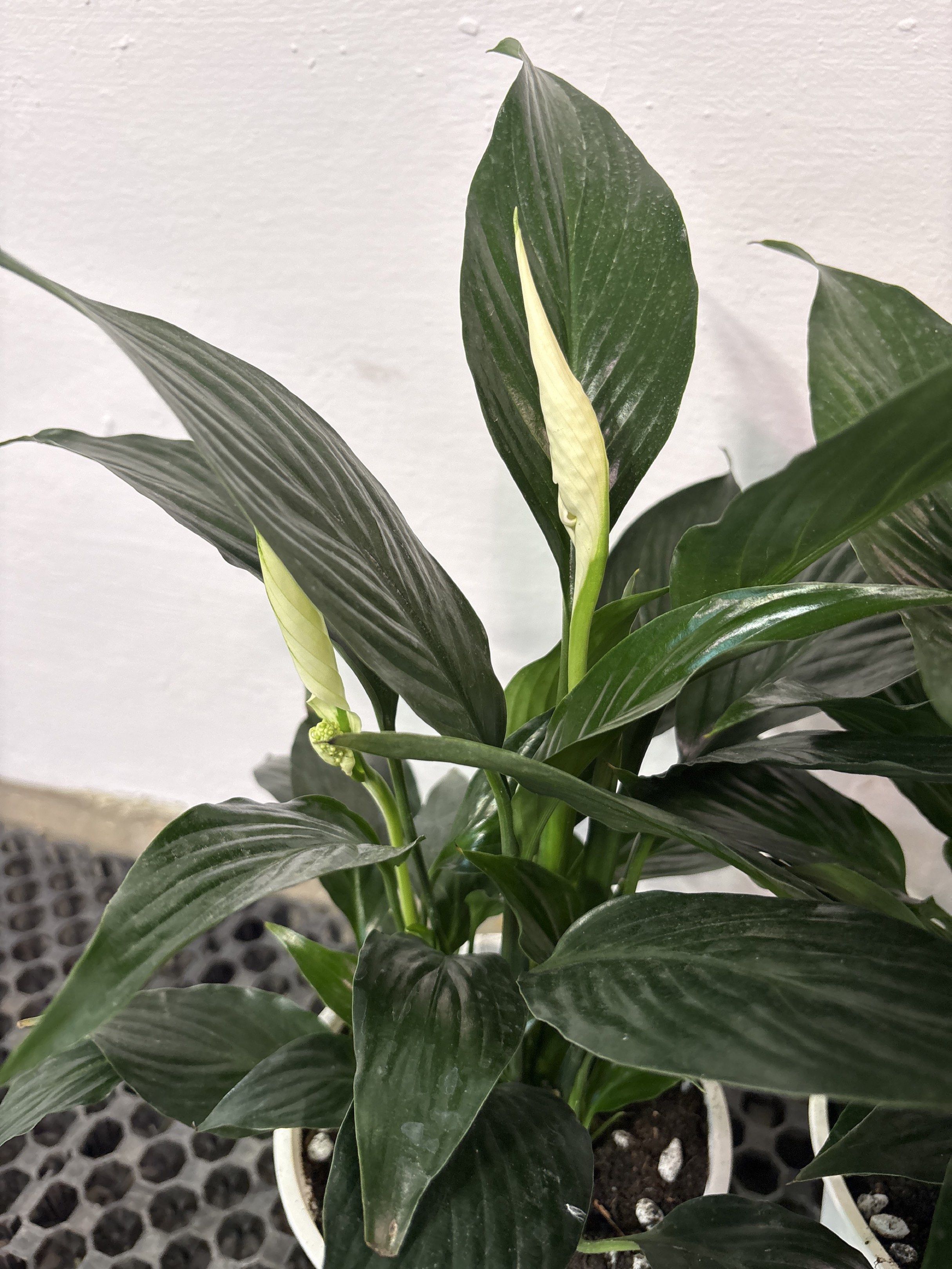 Peace Lily Flowering Plant. $10 each, Furniture & Home Living ...