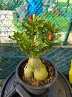Adenium, Furniture & Home Living, Gardening, Plants & Seeds on Carousell