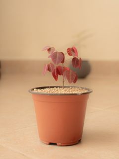 oxalis rubra tiny tree