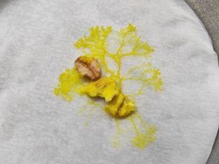 Slime mold, Pet Supplies, Pet Food on Carousell