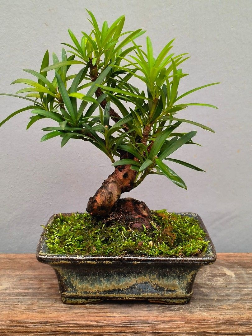 Podocarpus macrophyllus dwarf (矮霸罗汉松) bonsai, Furniture & Home Living ...