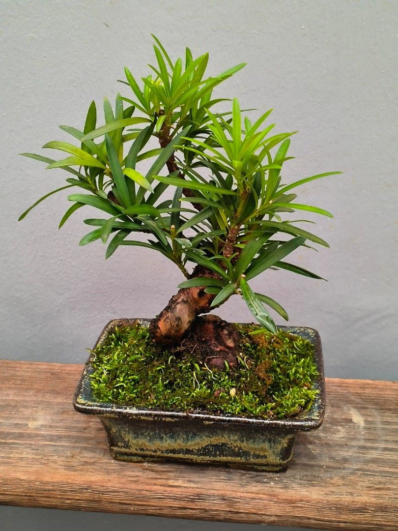 Podocarpus macrophyllus dwarf (矮霸罗汉松) bonsai, Furniture & Home Living ...