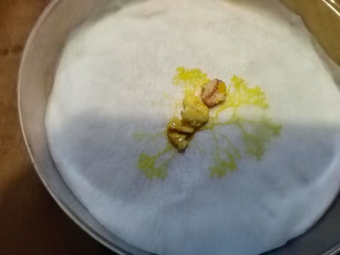 Slime mold, Pet Supplies, Pet Food on Carousell
