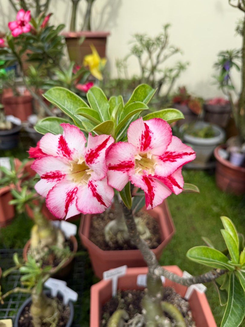 Taiwan adenium - seed grown & non grafted (unique caudex), Furniture ...