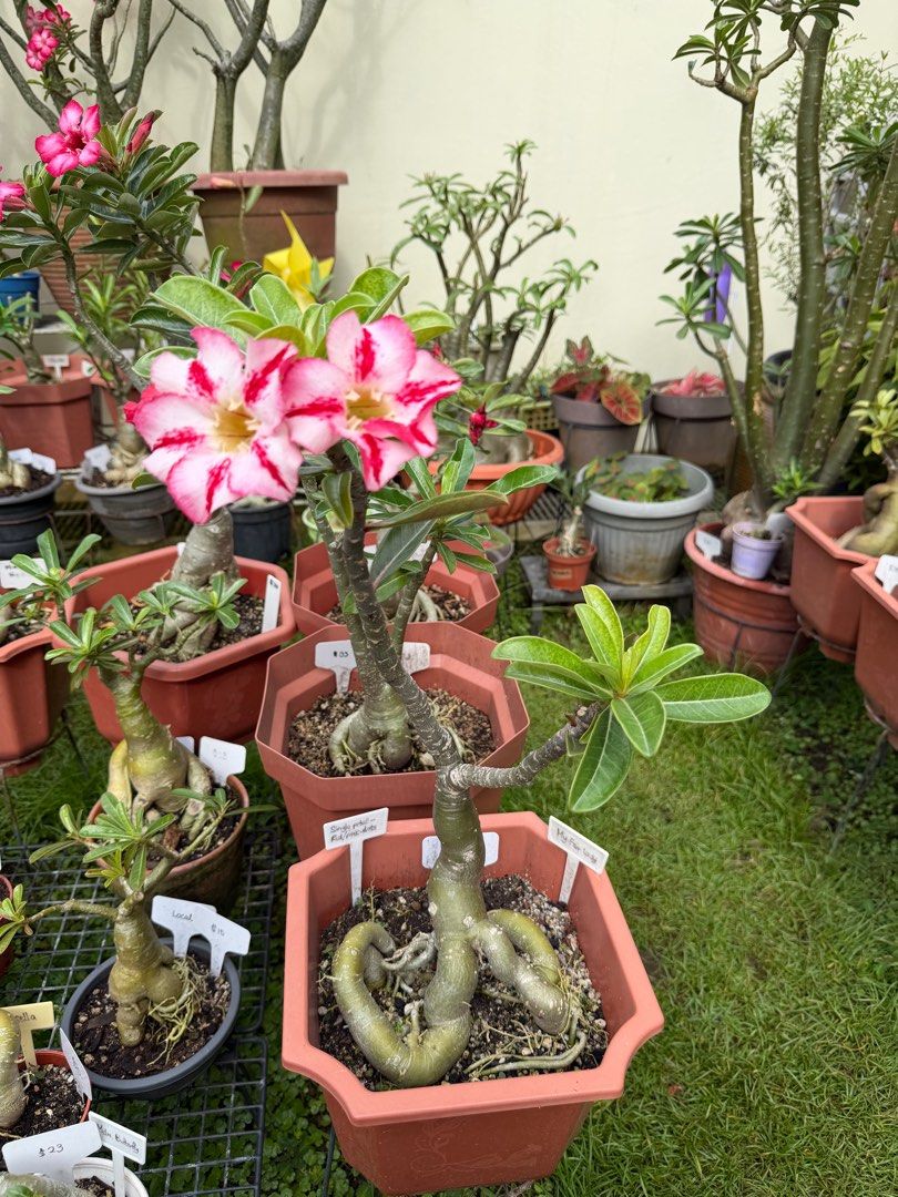 Taiwan adenium - seed grown & non grafted (unique caudex), Furniture ...