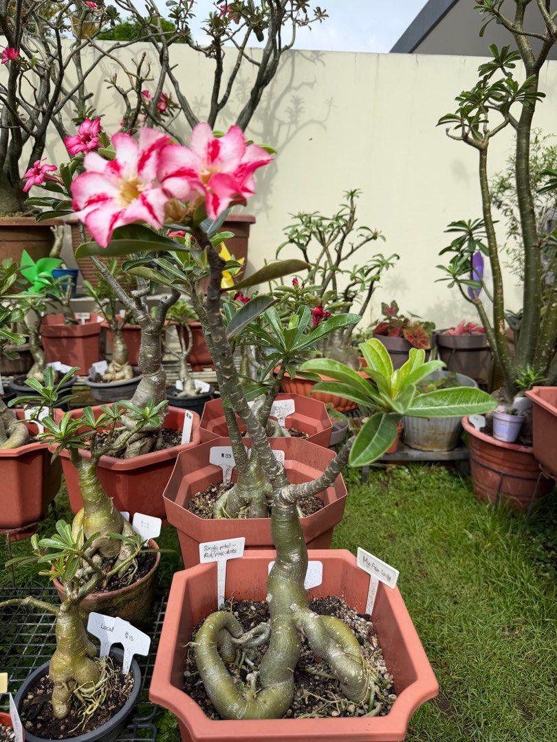 Taiwan adenium - seed grown & non grafted (unique caudex), Furniture ...