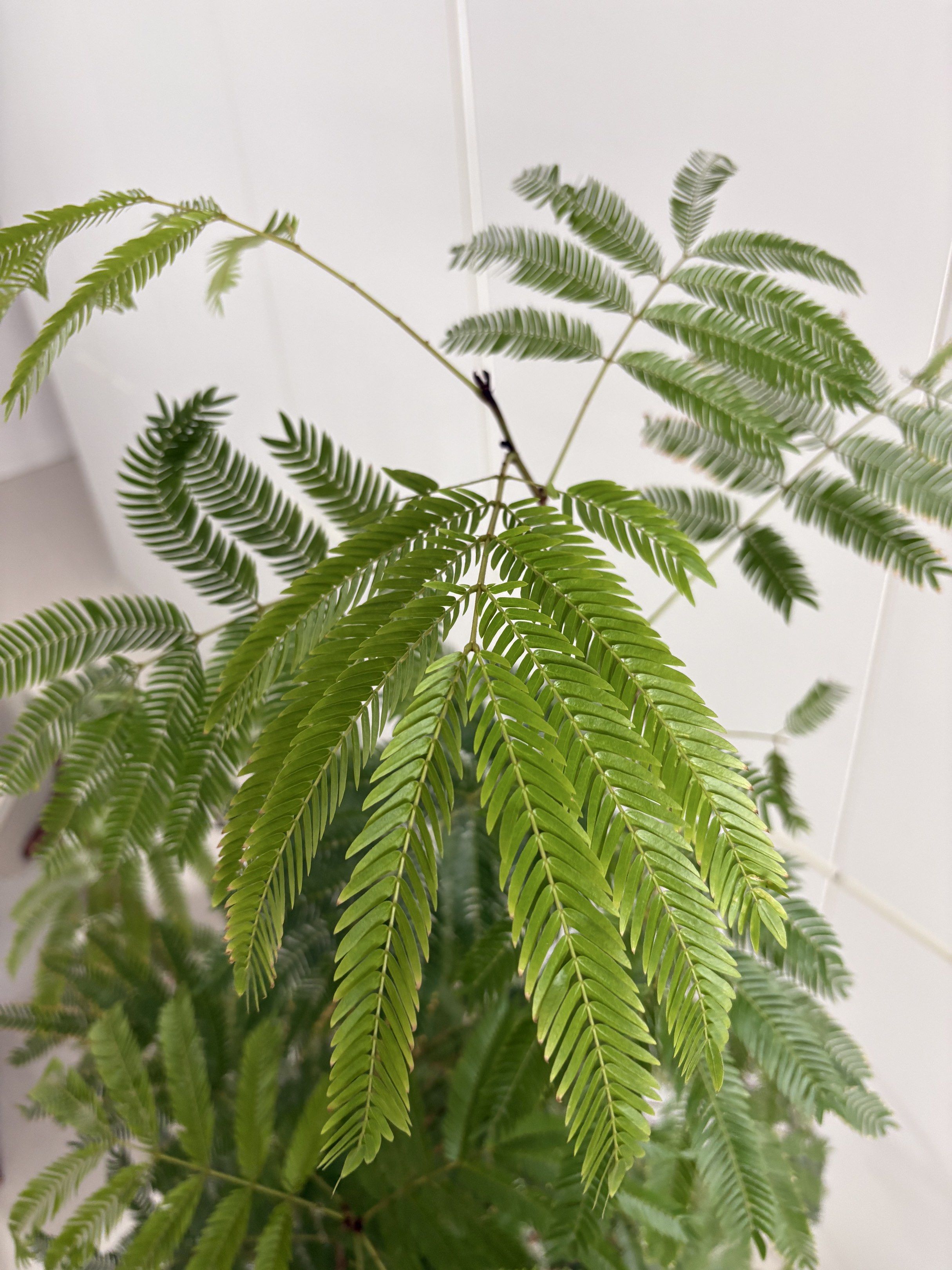 1.8M Japanese Everfresh Tree (With New Tumbleweed Pot) - With Many New ...