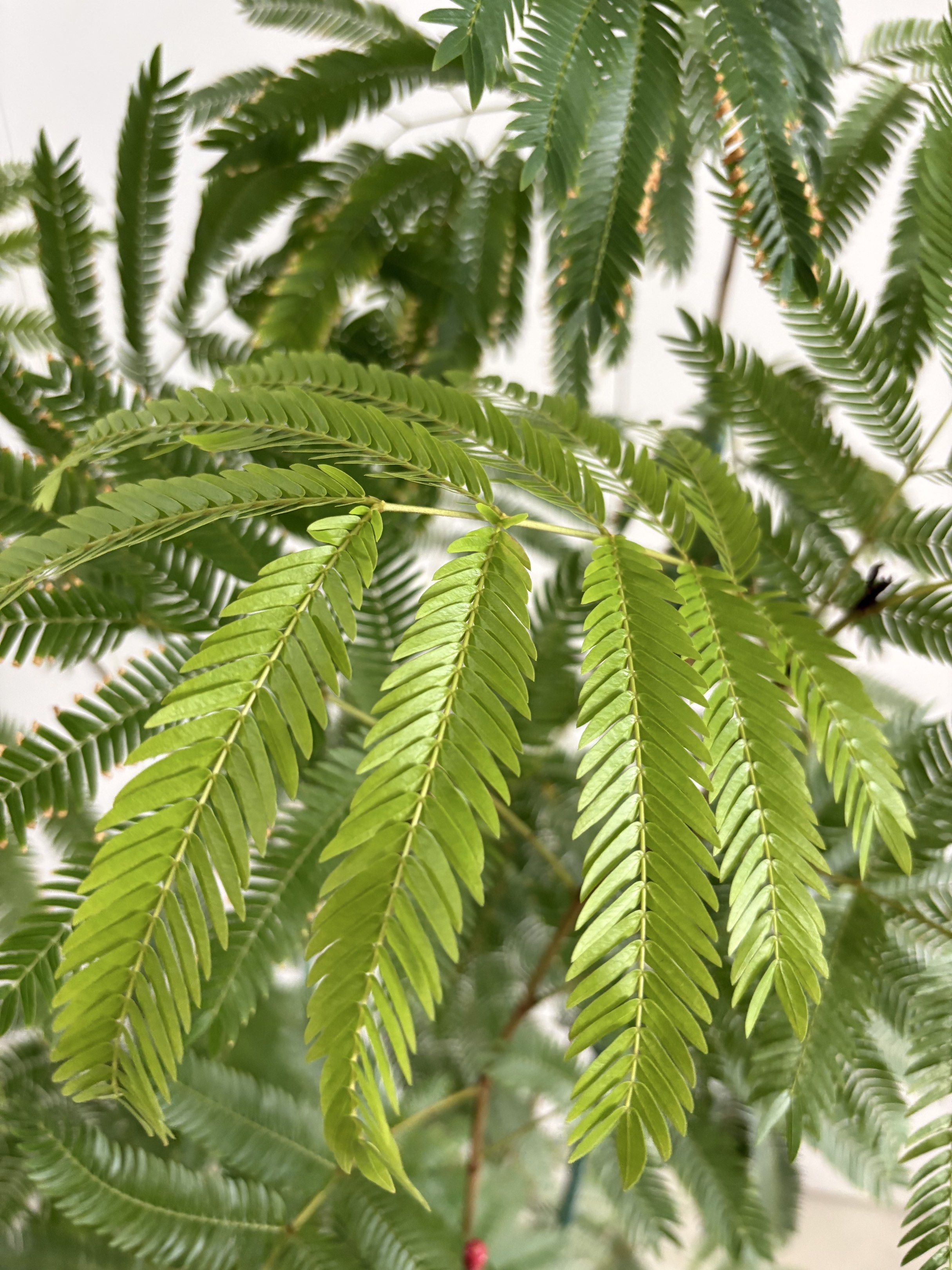 1.8M Japanese Everfresh Tree (With New Tumbleweed Pot) - With Many New ...