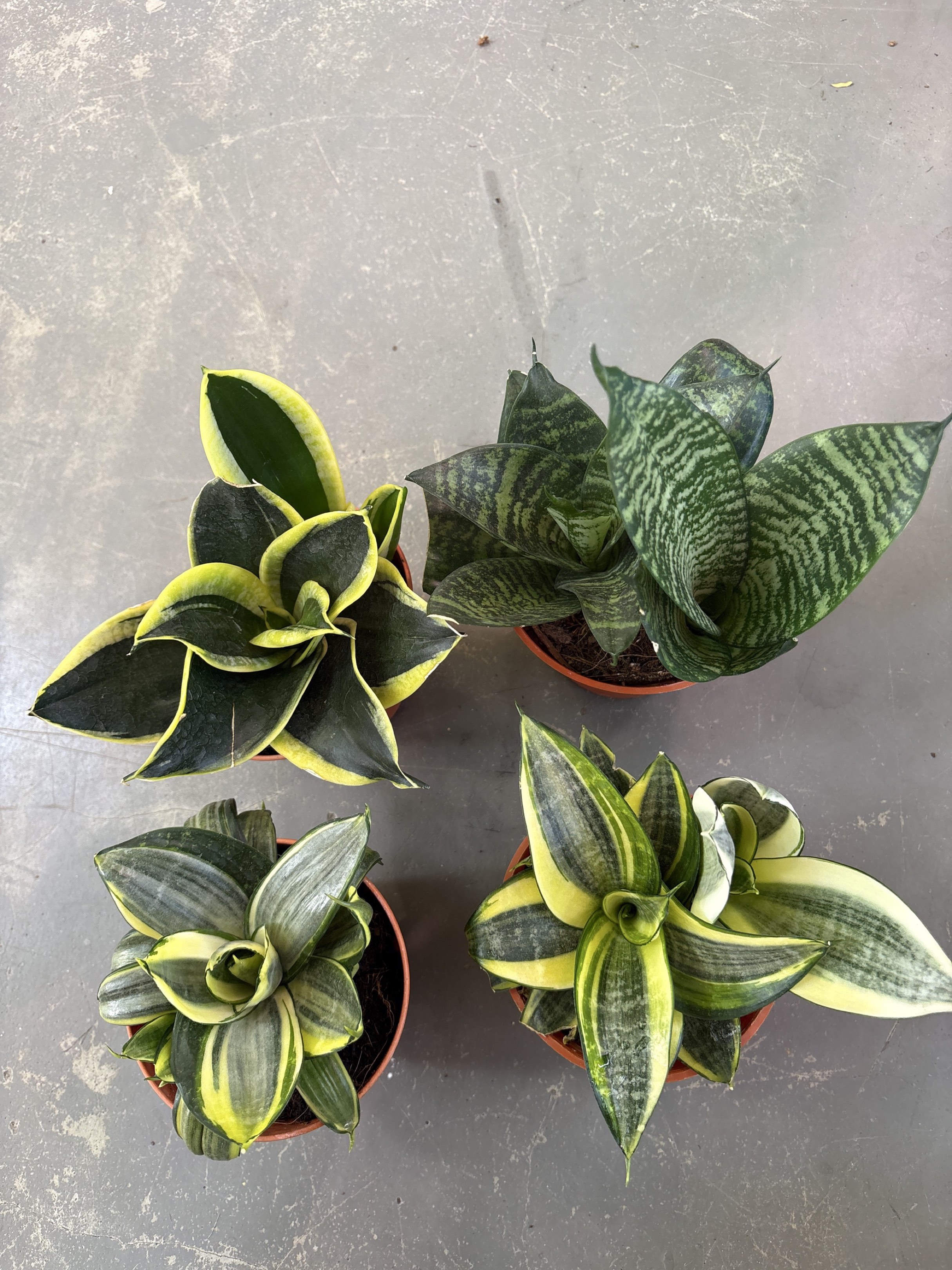 Assorted Dwarf Snake Plants. $6 each pot, Furniture & Home Living ...