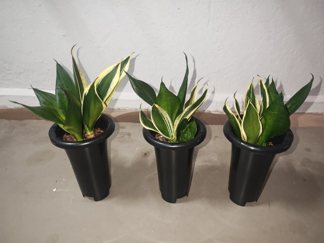 Duo Dwarf varieties of Sansevieria, Snake Plants, Furniture & Home ...