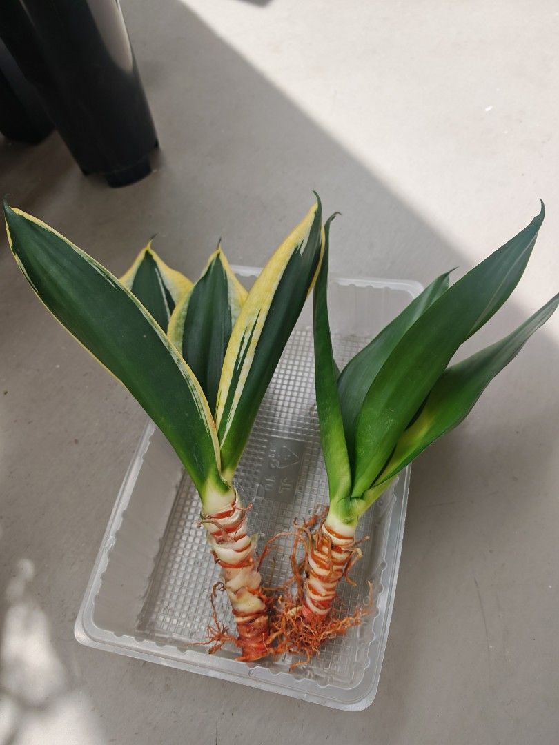 Duo Dwarf varieties of Sansevieria, Snake Plants, Furniture & Home ...