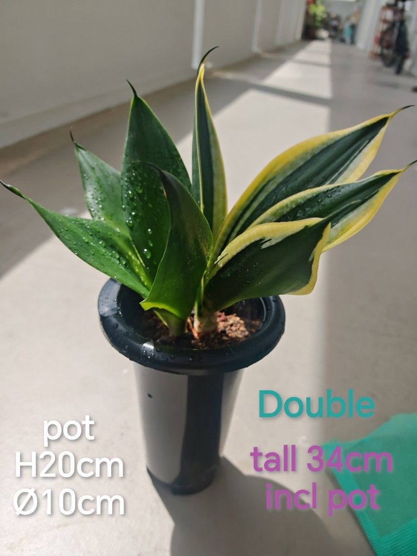 Duo Dwarf varieties of Sansevieria, Snake Plants, Furniture & Home ...