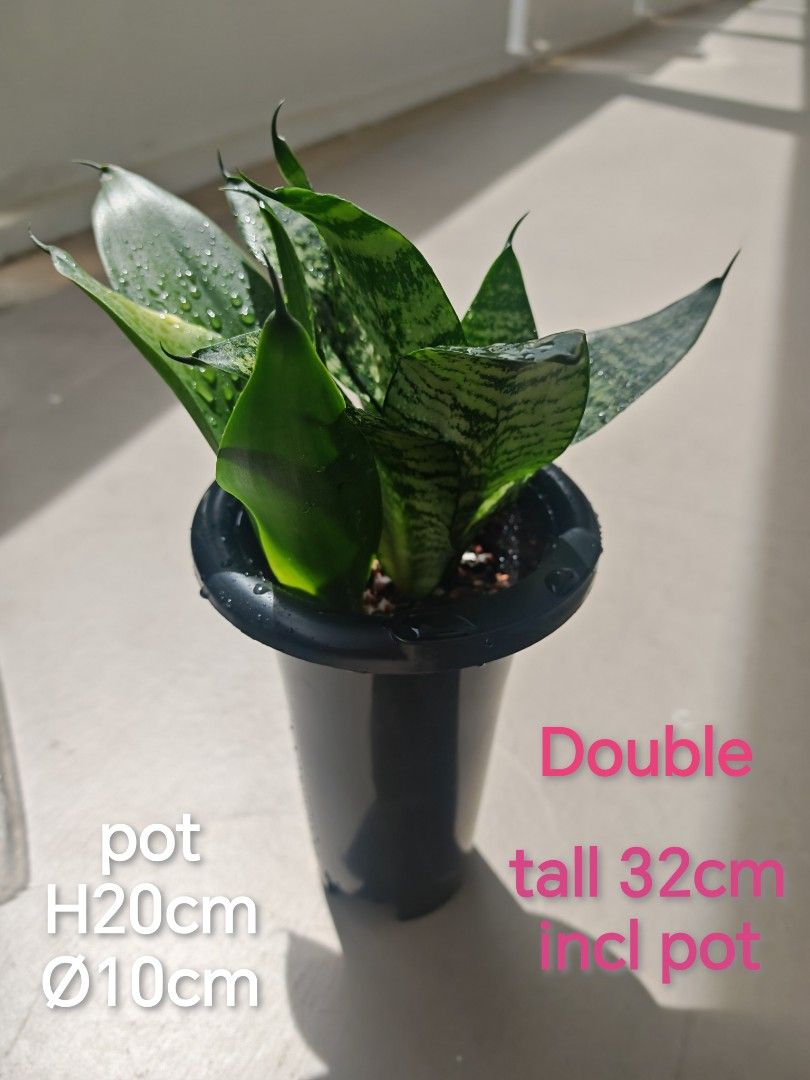 Duo Dwarf varieties of Sansevieria, snake plants, Furniture & Home ...