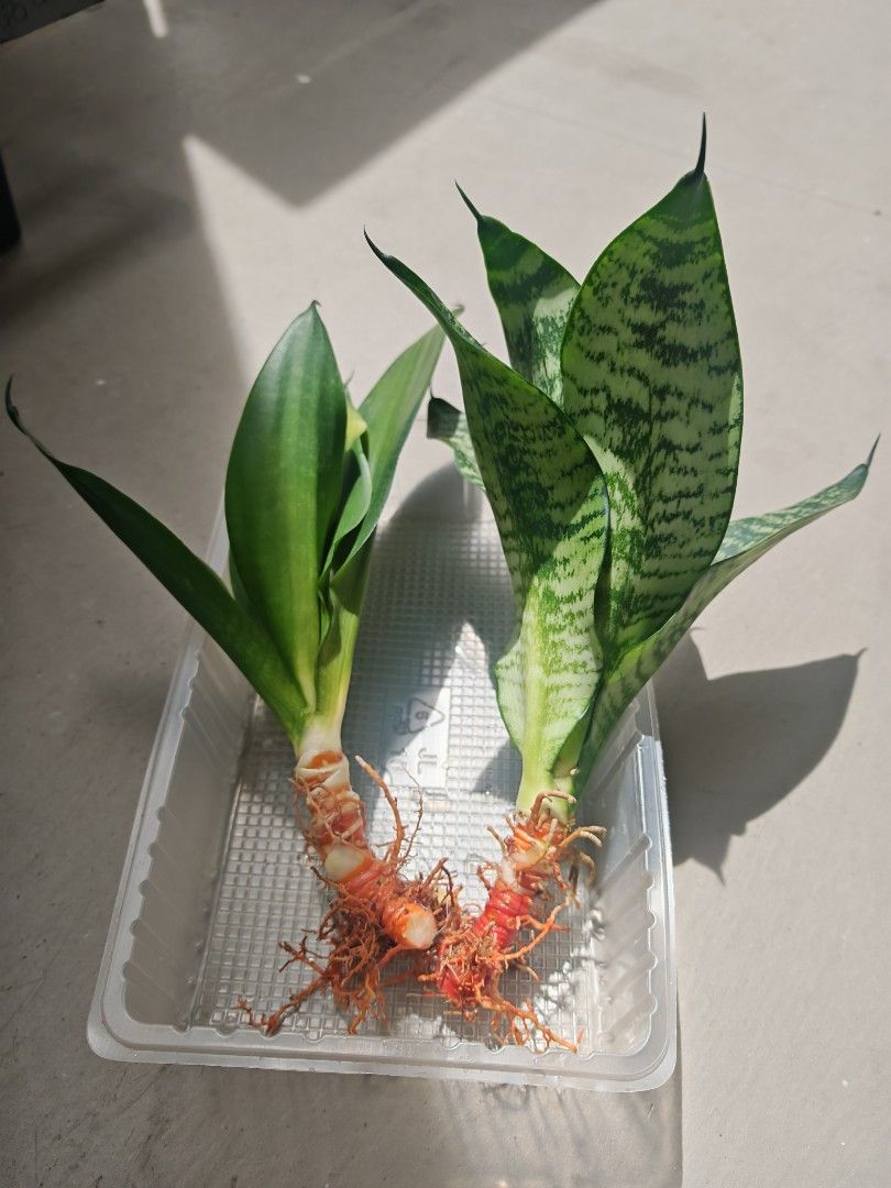 Duo Dwarf varieties of Sansevieria, snake plants, Furniture & Home ...