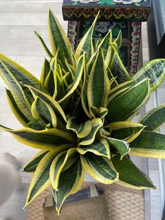 Cordyline plant, Furniture & Home Living, Gardening, Plants & Seeds on ...