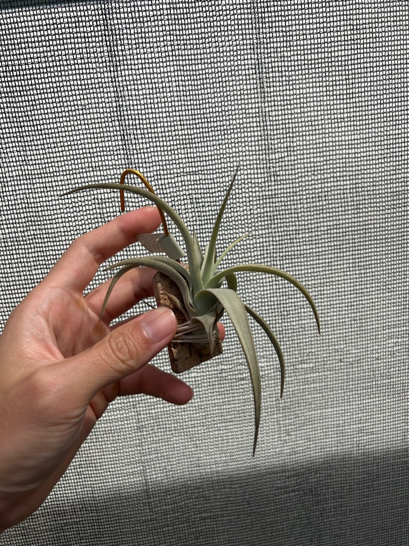 Tillandsia barfussii, Furniture & Home Living, Gardening, Plants ...
