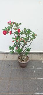 Adenium, Furniture & Home Living, Gardening, Plants & Seeds on Carousell