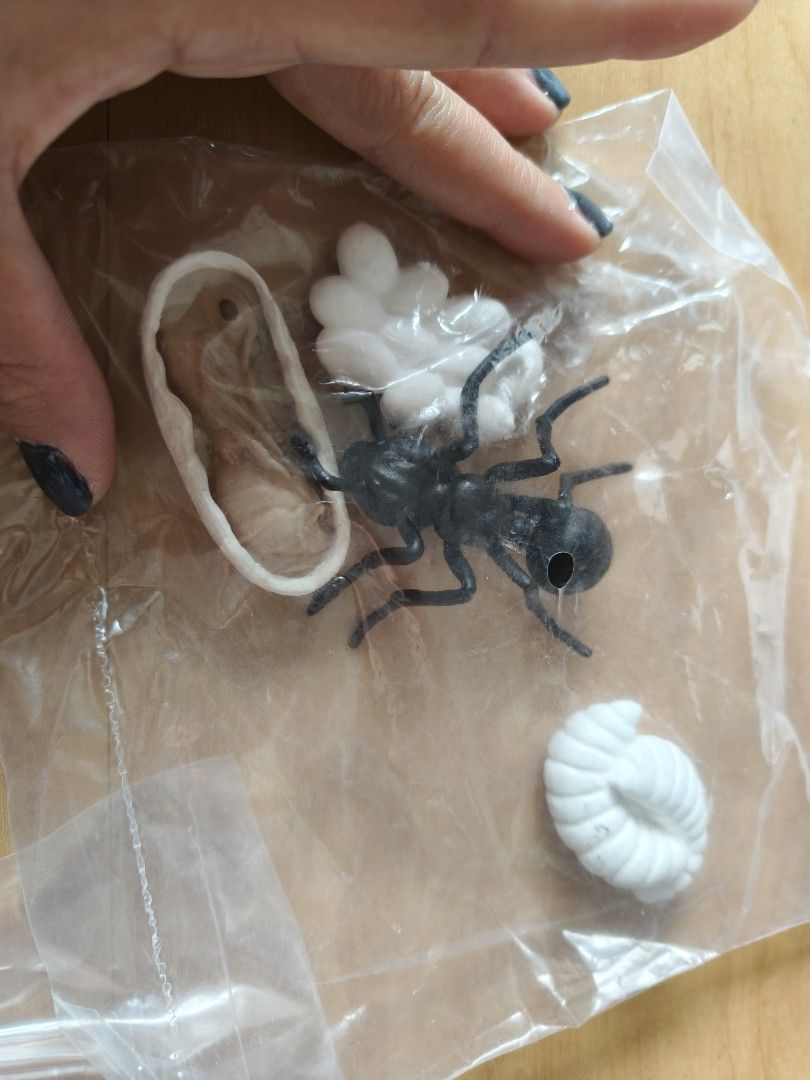 Animal Life Cycle Toy Figures Set, Hobbies & Toys, Toys & Games on ...