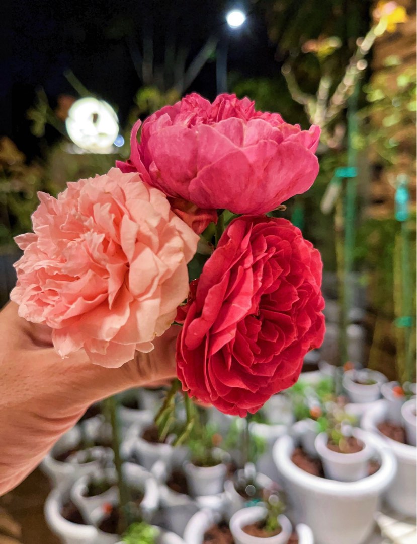 English Rose | Rose Tree | Imported | Grafted | Rose | Roses | RT ...