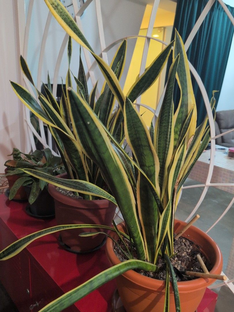 snake plant and others, Furniture & Home Living, Gardening, Plants ...
