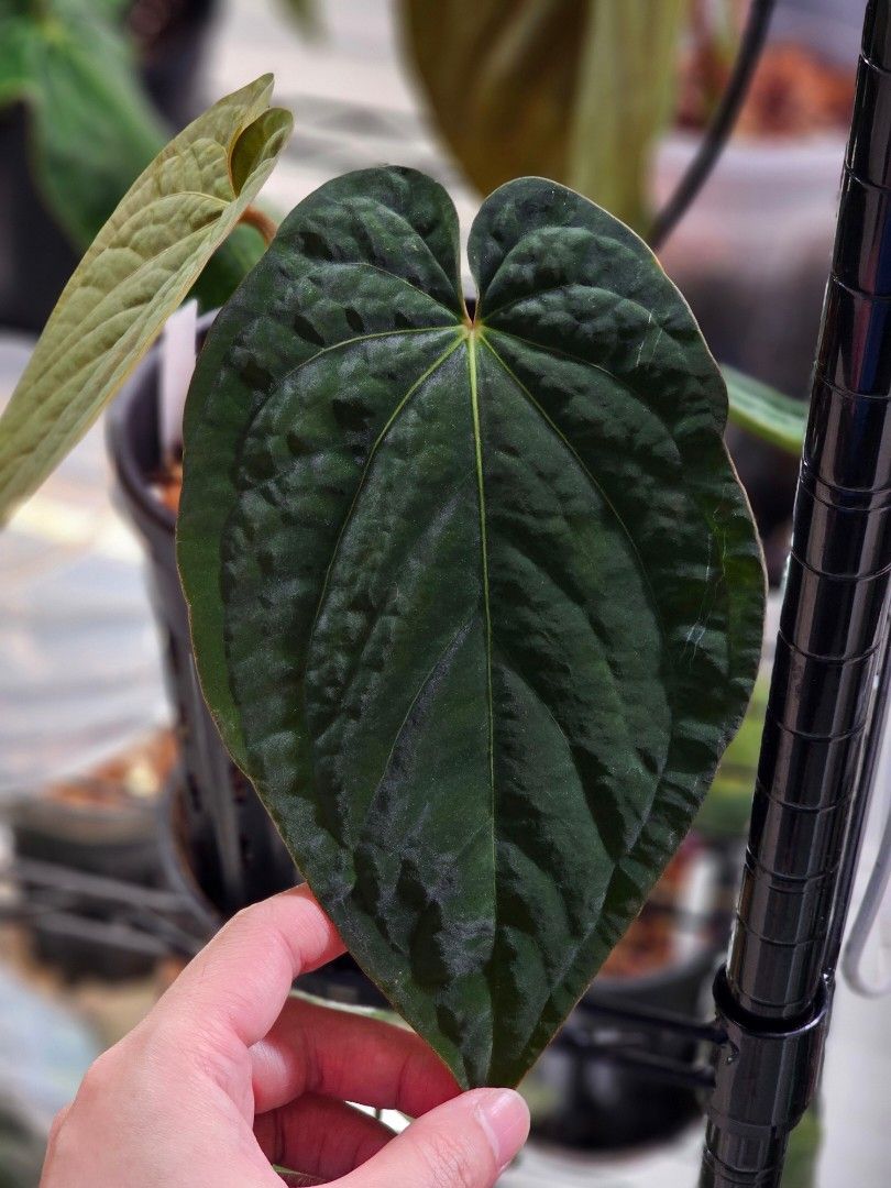 BIG Anthurium Kuna PM1 x BVEP RA1/sp nov DF @granthuriums, Furniture ...