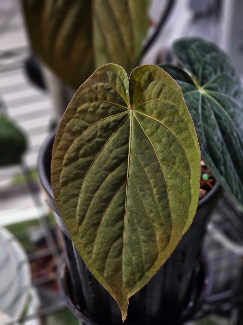 BIG Anthurium Kuna PM1 x BVEP RA1/sp nov DF @granthuriums, Furniture ...