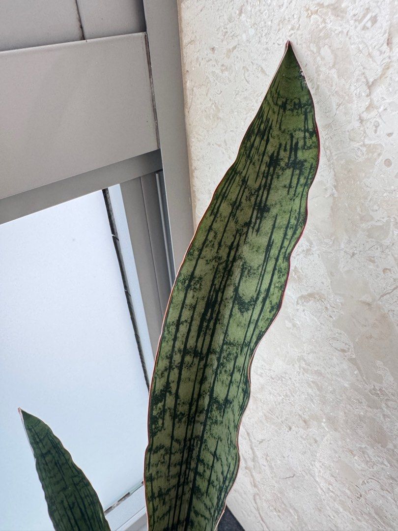 🌷Rare Tall Cleopatra Snake Plant Sansevieria, Furniture & Home Living ...