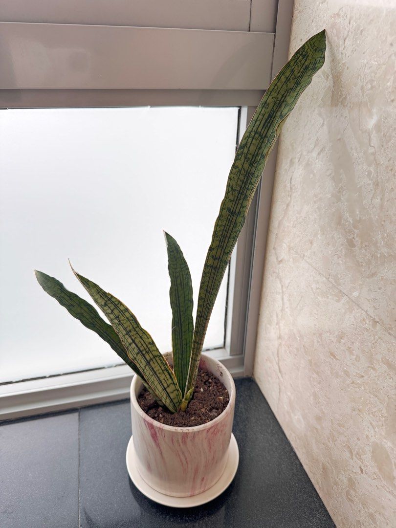 🌷Rare Tall Cleopatra Snake Plant Sansevieria, Furniture & Home Living ...