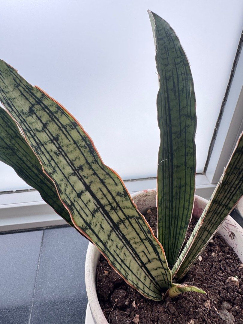 🌷Rare Tall Cleopatra Snake Plant Sansevieria, Furniture & Home Living ...