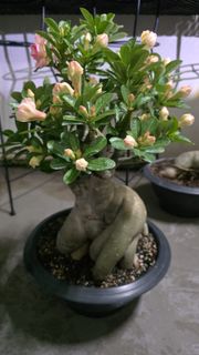 Adenium, Furniture & Home Living, Gardening, Plants & Seeds on Carousell