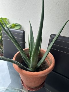 Jumbo Aloe Vera | 60+ cm tall and 3 pups, Furniture & Home Living ...